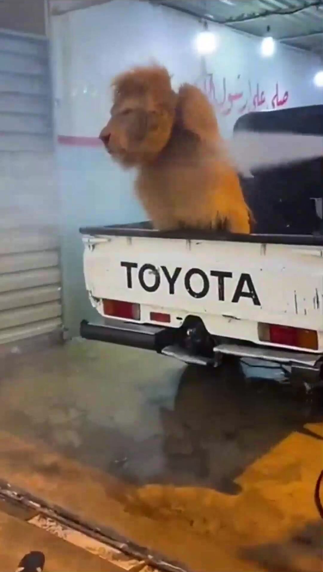 Casually Jet Washing Your Lion At The Car Wash