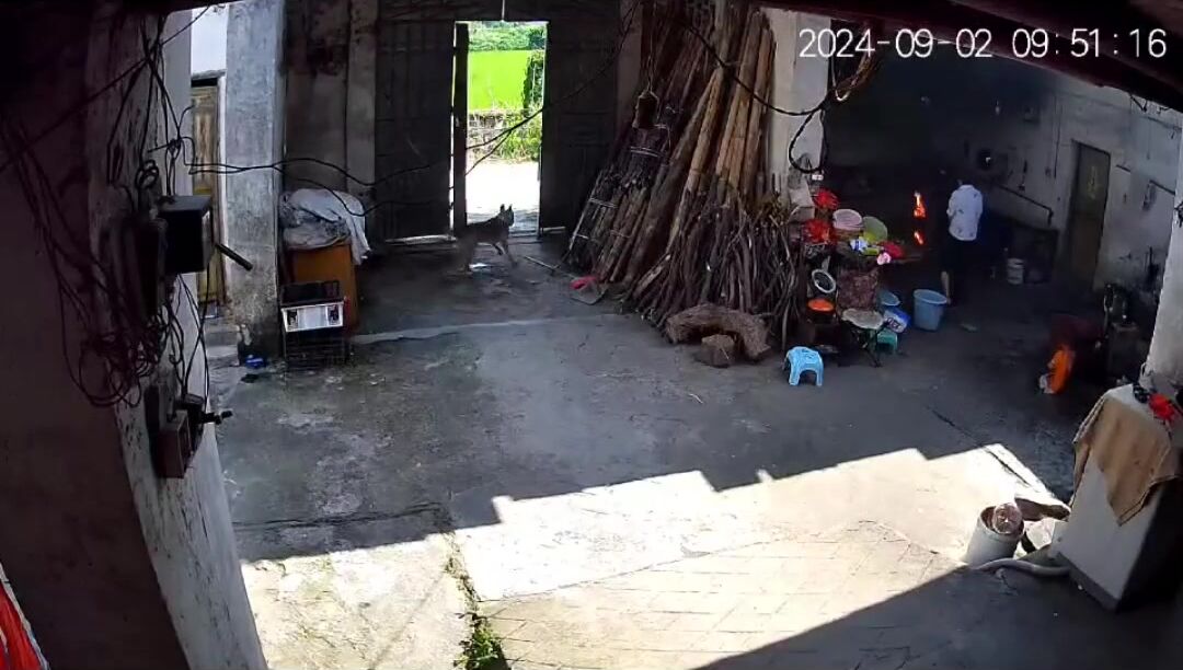 Mother Of The Year Lets Her Toddler Run Around On Fire Dog Goes Nuts Too
