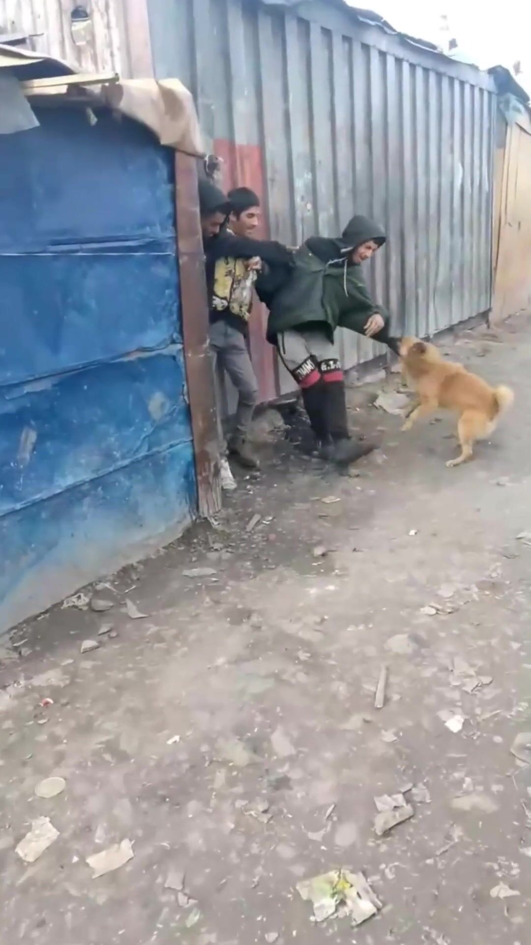Migrants Meet A Friendly Russian Dog Named Pugsy