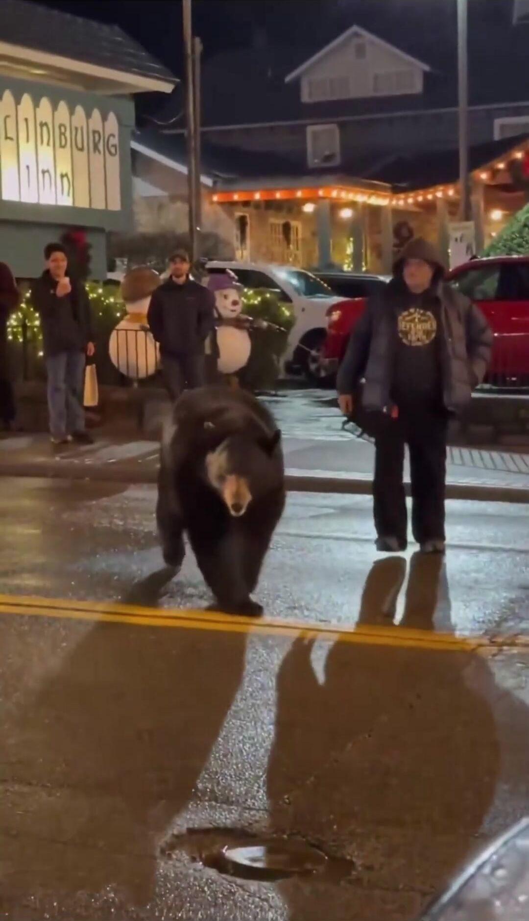 Idiot Tries To Slap A Bears Ass Walking Through Town To Move It On